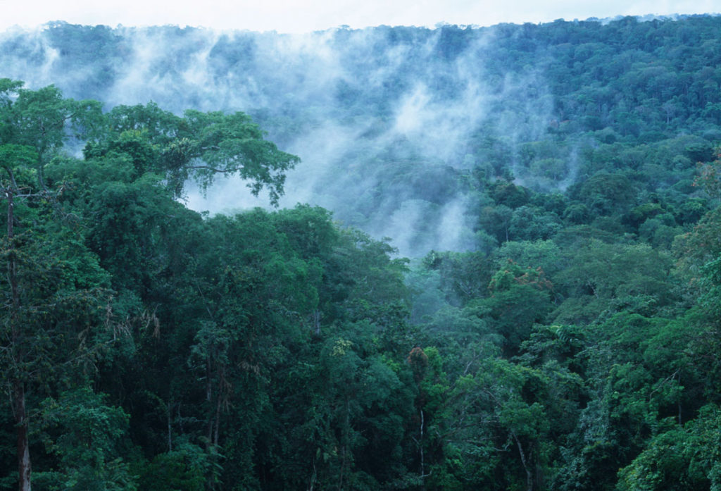 Congo Threatens to Open World’s Second largest Rainforest to loggers ...