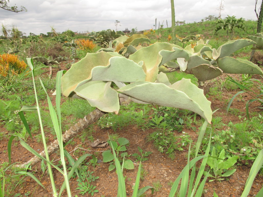 A JKUAT, SAJOREC plant research project underway