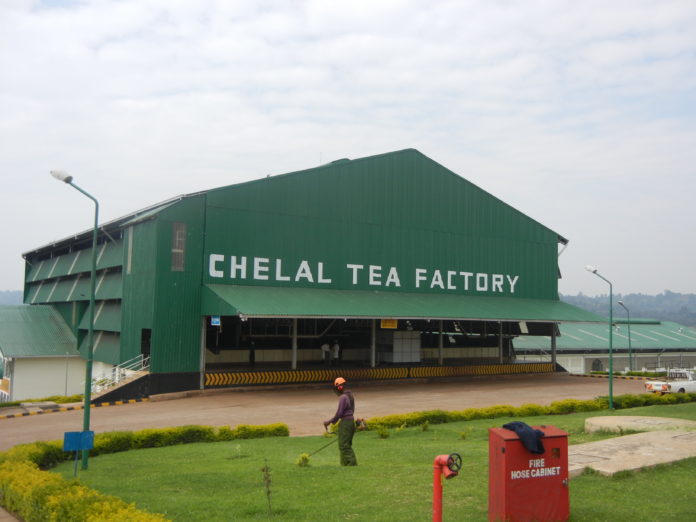 Kenya’s Chelal Tea Factory Embraces Solar Technology to Ease Cost of ...