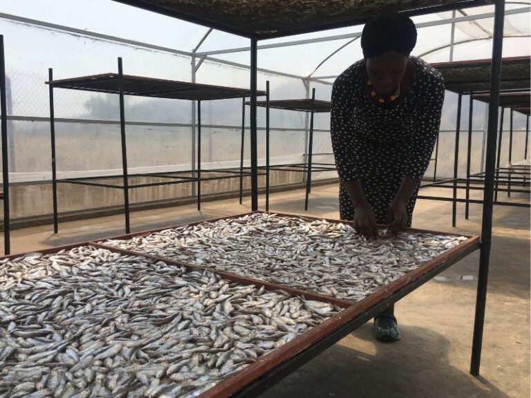 Solar Tent Dryer and Raised Racks Increases Small Fish Consumption