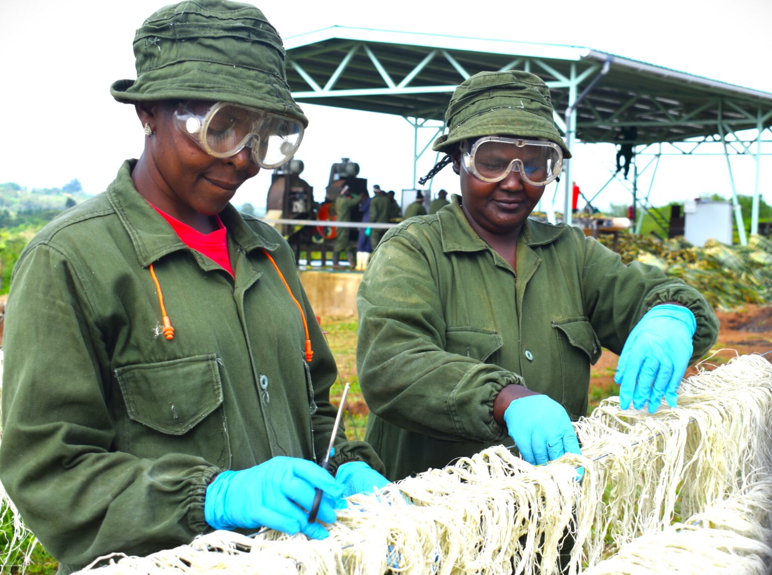 Circular Economy: How a Kenyan firm is utilizing pineapple waste to ...