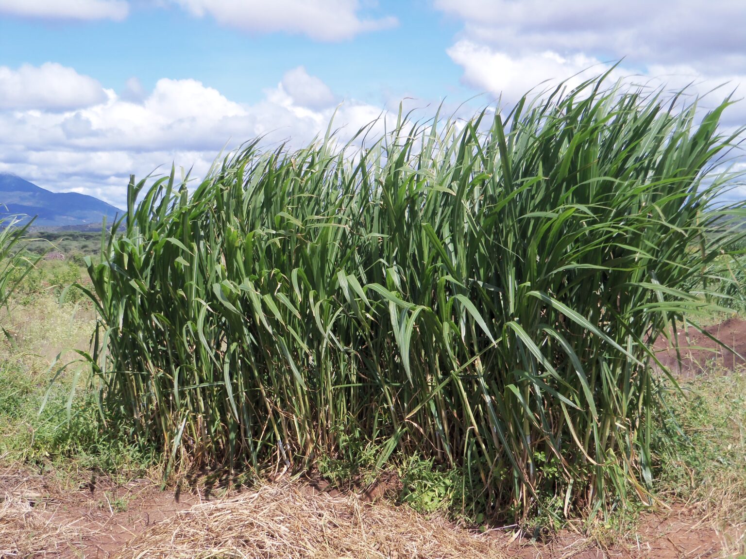 Juncao: Napier Grass Cultivation in Kenya’s Semi-Arid Namanga Region