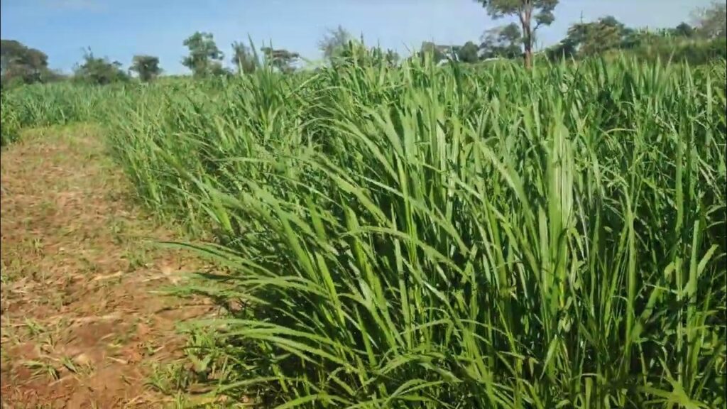 Juncao Napier Grass Cultivation In Kenya S Semi Arid Namanga Region