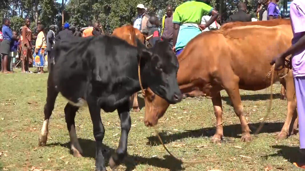 Modernizing Kenya's Livestock Sector: An Overview of the New Livestock ...